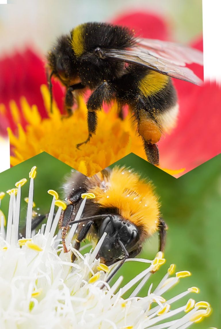 Les abeilles sauvages - Arche des Abeilles